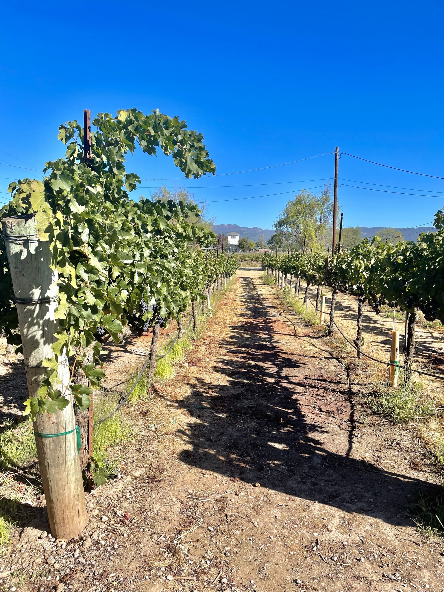 Day Trip to Napa and Sonoma Valley - Jet Lagged Jess